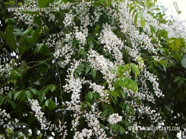 Bokala | Derris scandens | Jewel Vine | බොකල