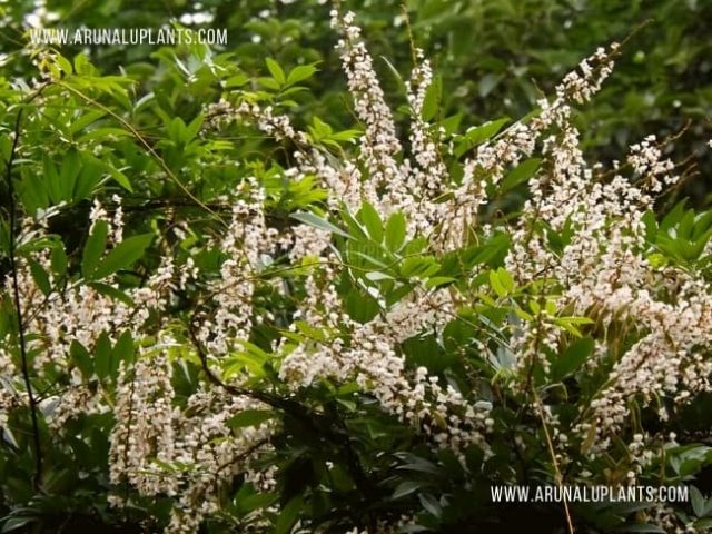 Bokala | Derris scandens | Jewel Vine | බොකල