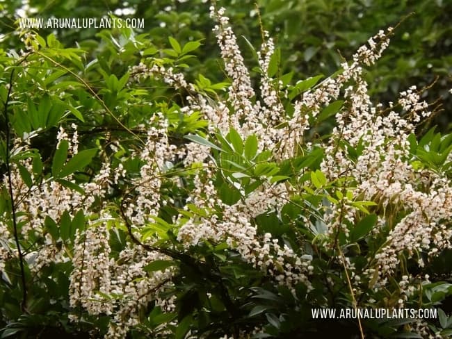 Bokala | Derris scandens | Jewel Vine | බොකල