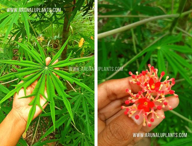 Home | Online Plant Nursery