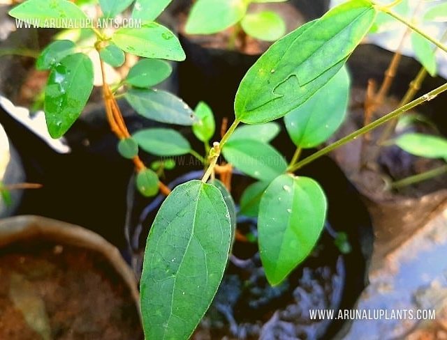 gudmar | Arunalu Plants