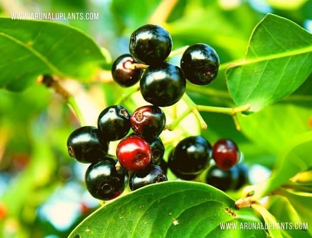 ma dan plant | Arunalu Plants