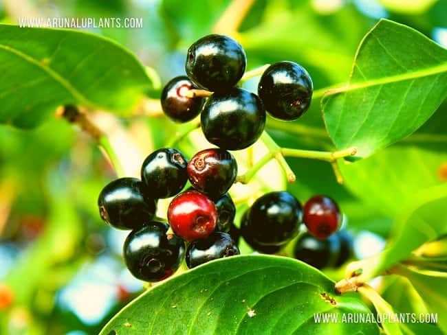 Ma Dan | Syzygium cumini | Java Plum | මා දං | Arunalu Plants