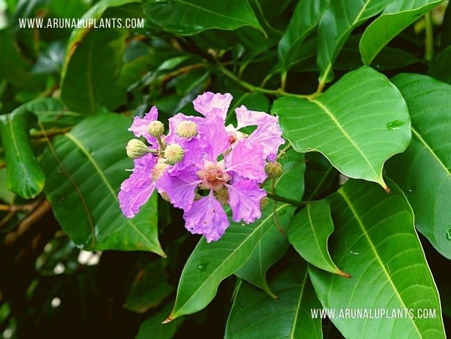 Murutha | Lagerstroemia speciosa | Queen Crape Myrtle | මුරුත | Arunalu ...