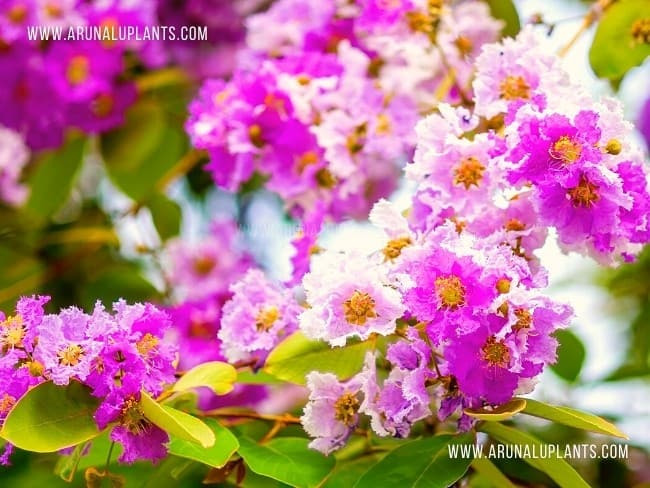 Murutha | Lagerstroemia speciosa | Queen Crape Myrtle | මුරුත | Arunalu ...