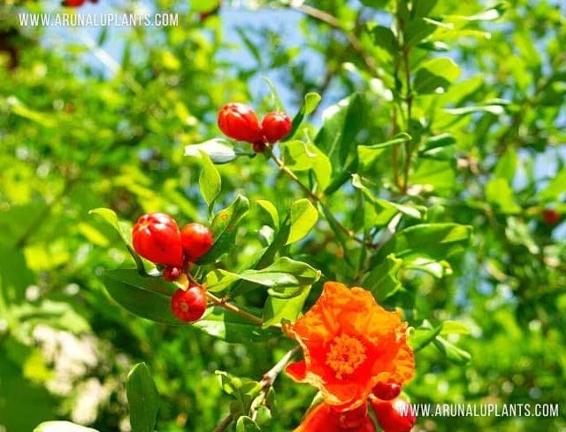 Sweet Tamarind | Peni Siyambala | Fruit Plants Nursery