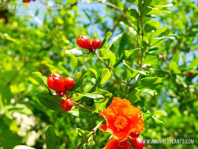 Delum | Punica granatum | Pomegranate | දෙලුම් | Arunalu Plants