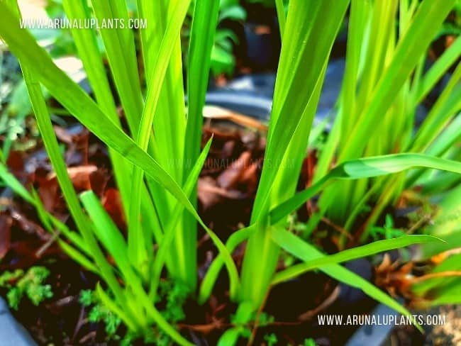 Wadakaha | Acorus calamus | Sweet Flag | වදකහ | Arunalu Plants