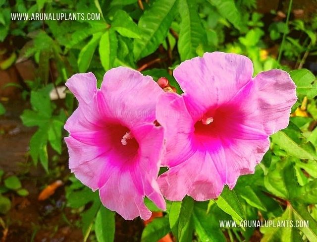 Marathondi | Lawsonia inermis | Henna Tree | මරතොණ්ඩි | Arunalu Plants