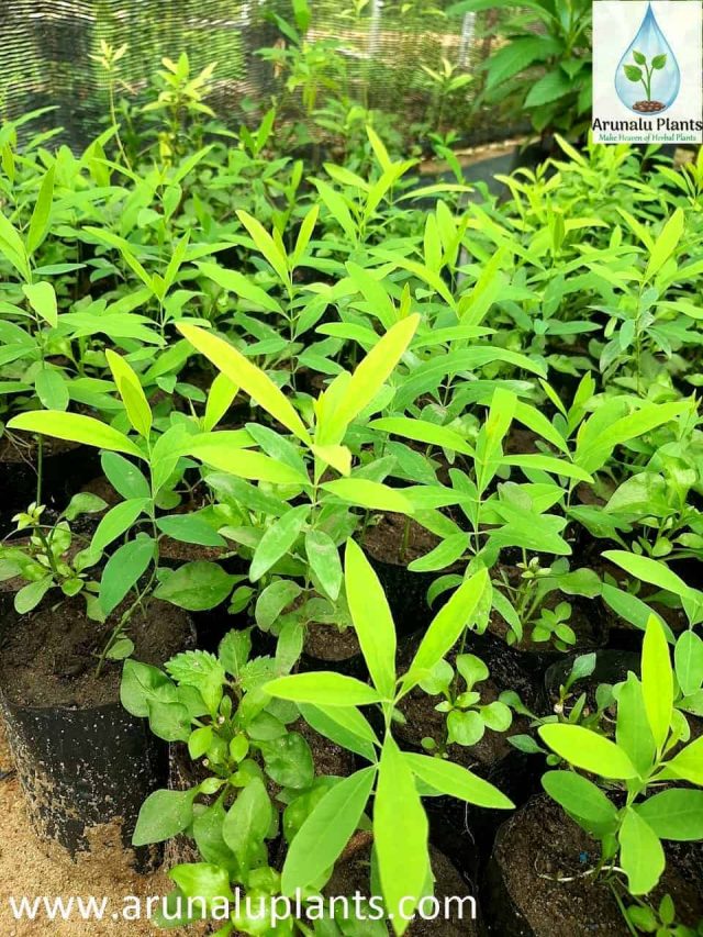 White Sandalwood | Sudu Hadun | Santalum album | සුදු හඳුන්