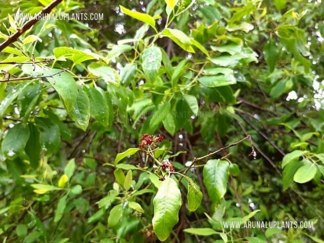 White Sandalwood | Sudu Hadun | Santalum album | සුදු හඳුන්
