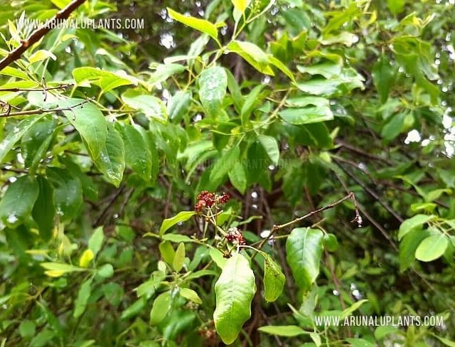 Delum | Punica granatum | Pomegranate | දෙලුම් | Arunalu Plants