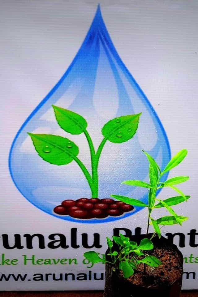 sudu hadun tree | Arunalu Plants