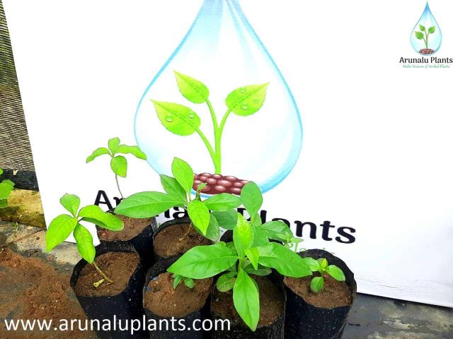 Ekaweriya | Sarpagandha | Rauvolfia serpentina | ඒකාවේරිය | Arunalu Plants
