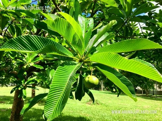 Hodapara | Dillenia indica | Elephant Apple | හොඬපර | Arunalu Plants