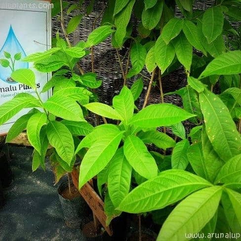 Rathu Kathurumurunga | Sesbania grandiflora