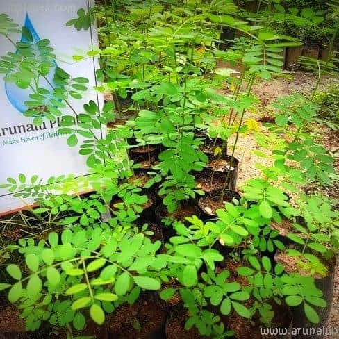 Anil | Arunalu Plants