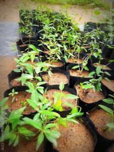 Masbedda | Heen Masbedda | Gymnema sylvestre | Australian Cowplant ...