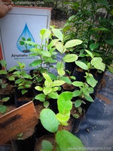 Nami Nam | ñam-ñam | Cynometra cauliflora | Fruit Plants