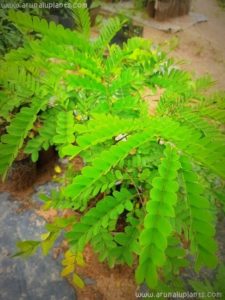 Trees | Arunalu Plants