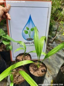 Mee Tree | Madhuca longifolia | Mahua Tree | Arunalu Plants