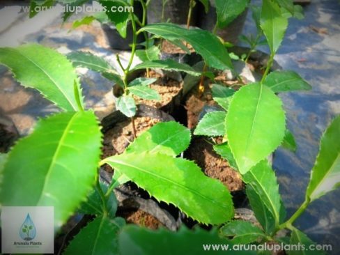 Neralu | Cassine glauca | Jamrasi | නෙරලු | Arunalu Plants