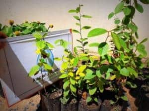 Aralu | Terminalia chebula | Arjun Plants | අරලු | Arunalu Plants