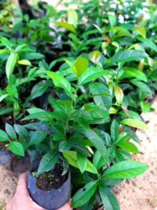 Kaluwara | Diospyros ebenum | කලුවර | Ceylon Ebony | Arunalu Plants