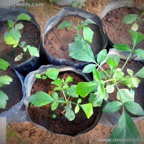 Neralu | Cassine glauca | Arunalu Plants