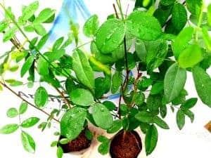 Bokala | Derris scandens | Jewel Vine | බොකල