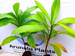 Trees | Arunalu Plants