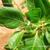 Wel Thibbatu | Solanum trilobatum | Arunalu Plants