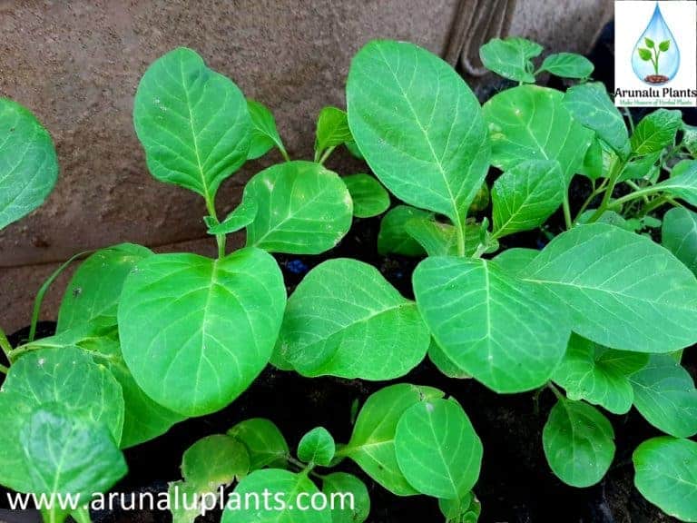 Ashwagandha | Amukkara | Withania somnifera | Indian Ginseng | අශ්වගන්ධ ...