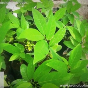 Bak Mee | Nauclea orientalis | Arunalu Plants