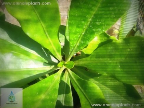 Attamura | Fagraea ceilanica | Perfume Flower Tree | ඇට්ටමුරා