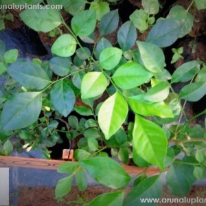 Kekuna | Canarium zeylanicum | Arunalu Plants