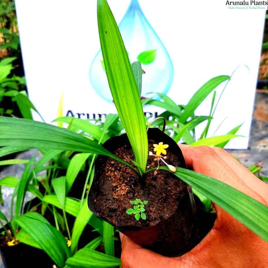 Yaki Naran | Atalantia ceylanica | Ceylon Atlanta | Arunalu Plants