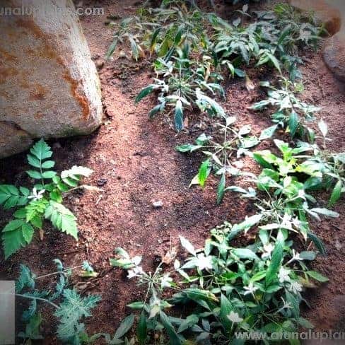 Neralu | Cassine glauca | Arunalu Plants