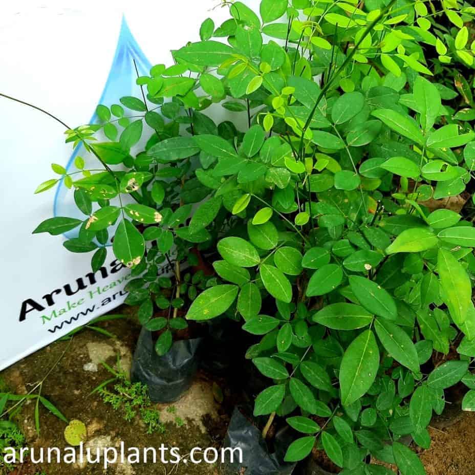 Double Butterfly Pea | Nil Katarolu | Clitoria ternatea | Arunalu Plants