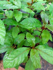 Bak Mee | Nauclea orientalis | Yellow Cheesewood | බක් මී