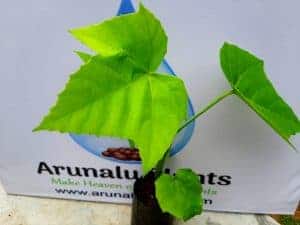 Wal Diya Labu | Cissus heyneana | වල් දියලබු | Arunalu Plants