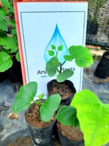 Wal Diya Labu | Cissus heyneana | වල් දියලබු | Arunalu Plants