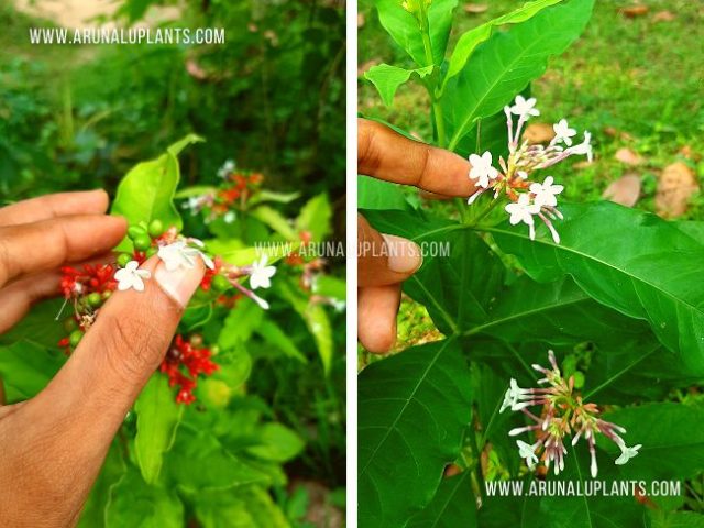 Ekaweriya | Sarpagandha | Rauvolfia serpentina | ඒකාවේරිය | Arunalu Plants