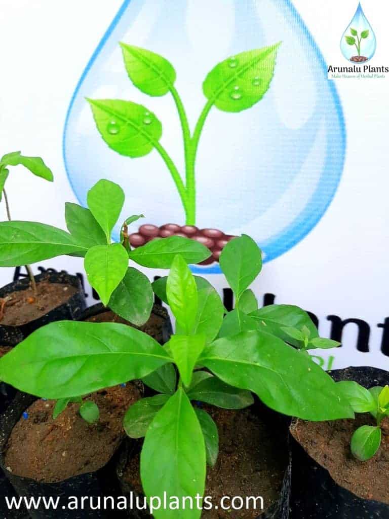 Ekaweriya | Sarpagandha | Rauvolfia serpentina | ඒකාවේරිය | Arunalu Plants