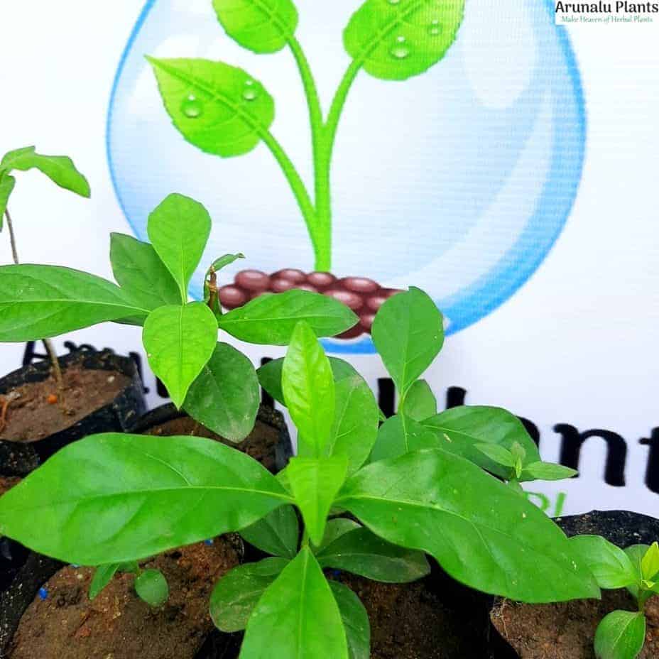 Flowering Plants | Arunalu Plants