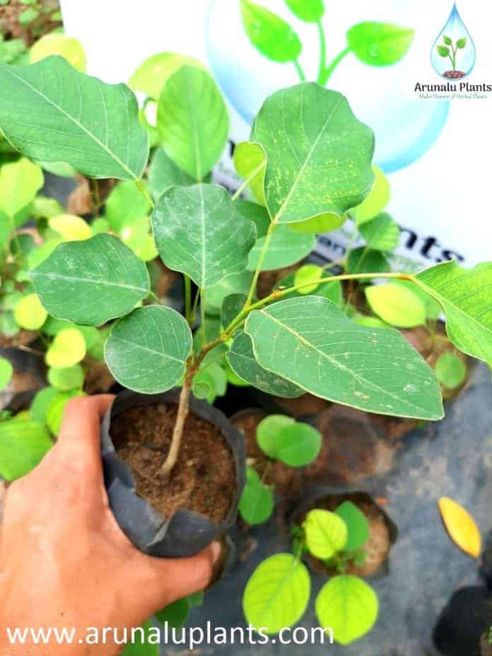 Gammalu | Pterocarpus Marsupium | Indian Kino Tree | ගම්මාලු