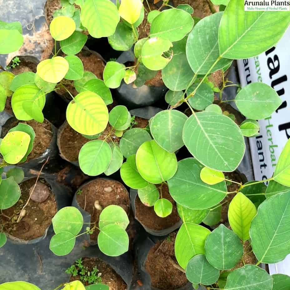 beeja saramu | Arunalu Plants