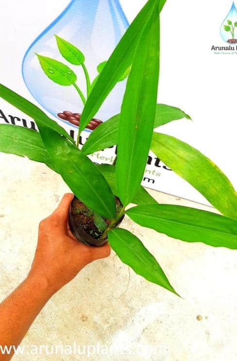 Tuber Plants | Tuberous Medicinal Plants