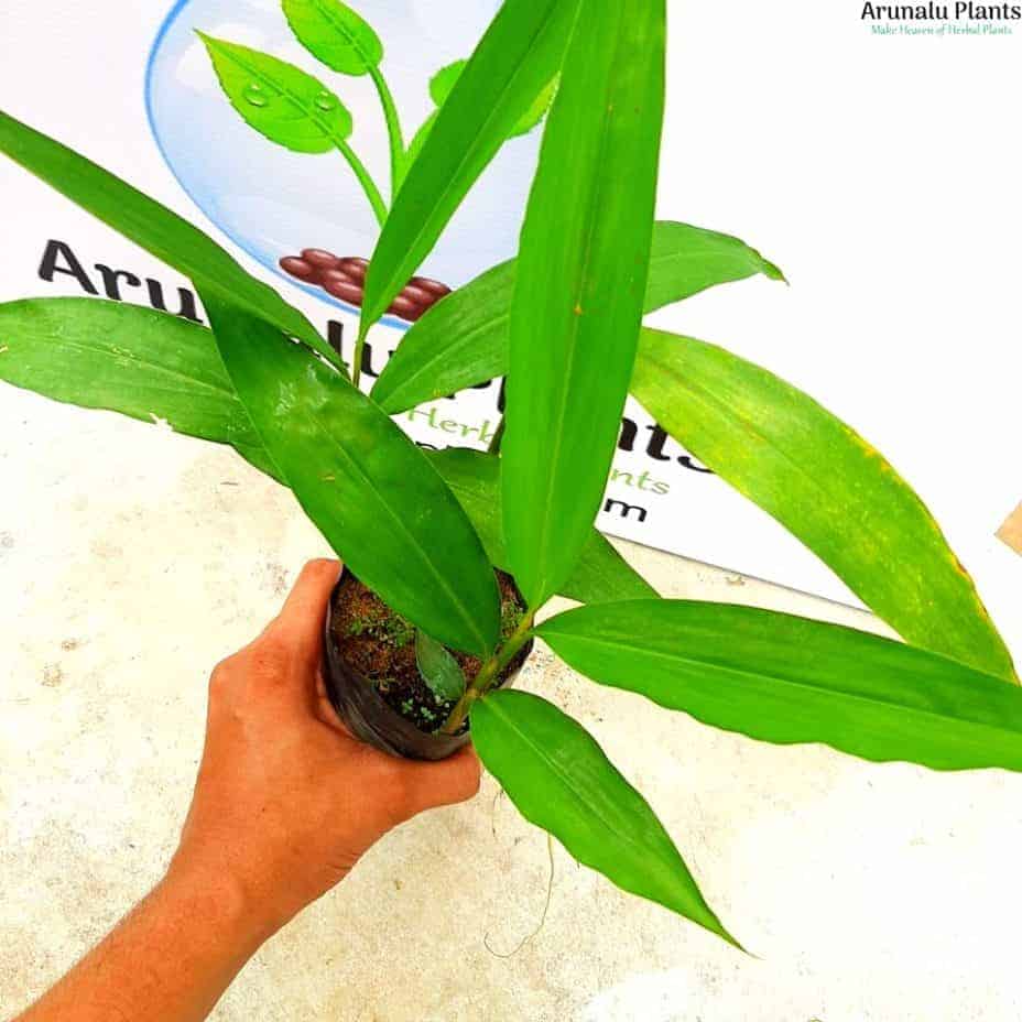 Works for Pots | Herbal Plant Nursery