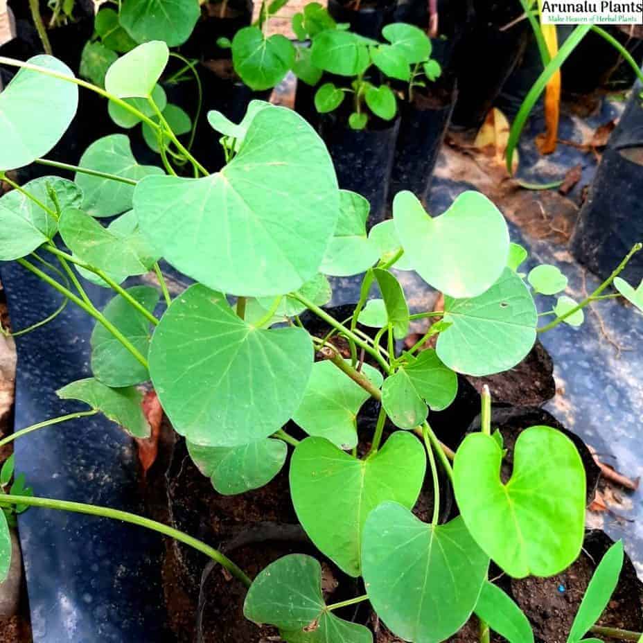 Online Plant Shop